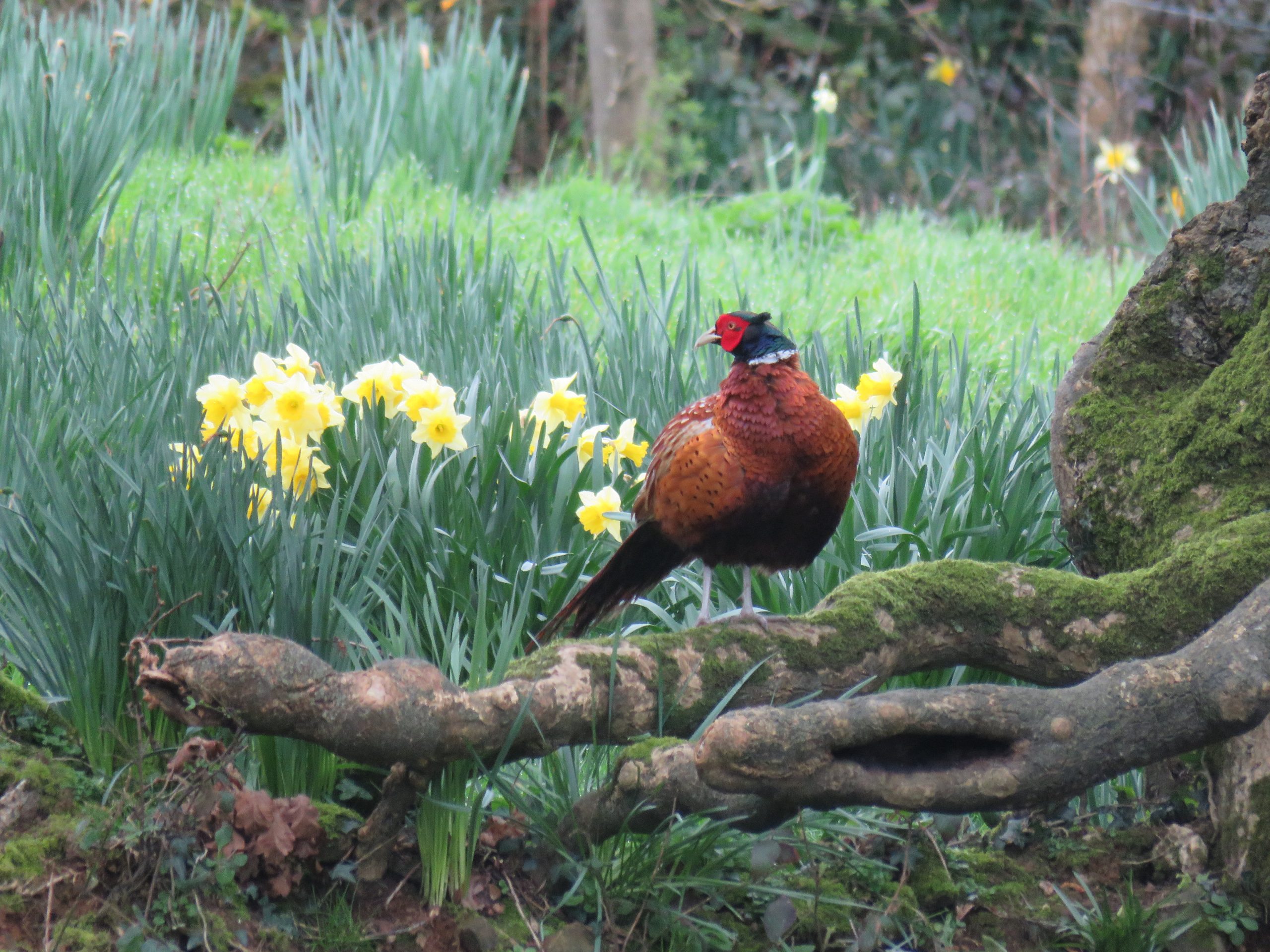 Home - Nanstallon Community Trust