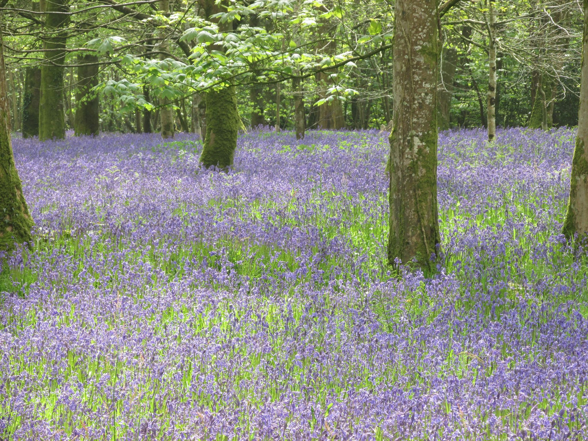 Home - Nanstallon Community Trust